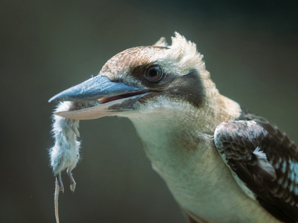 The unified Twitter experience